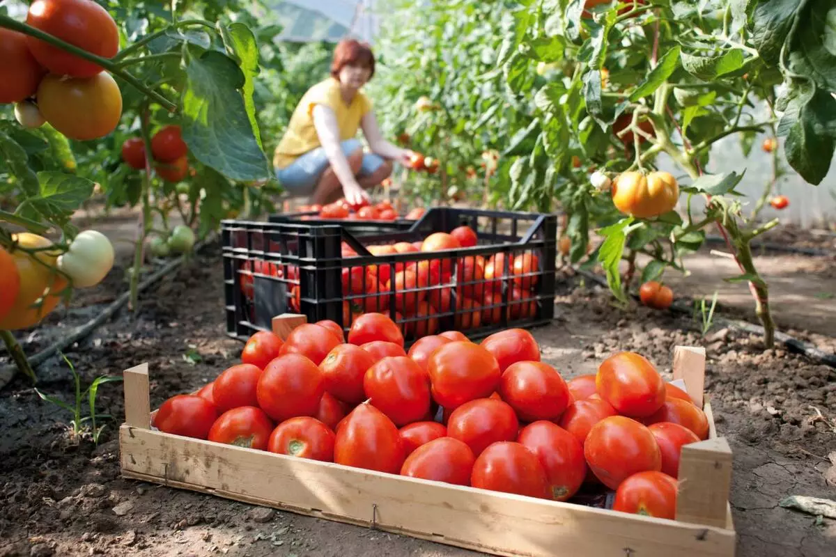 Foto 4 - Kial Tomatoes estas nigraj de malsupre en la forcejo