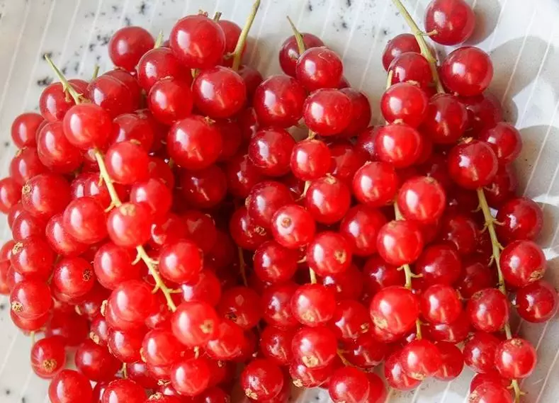 سرخ currant سے کیا کھانا پکانا