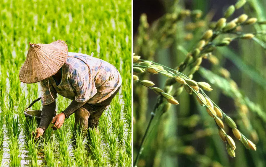 Атактуу продуктылар өсөт