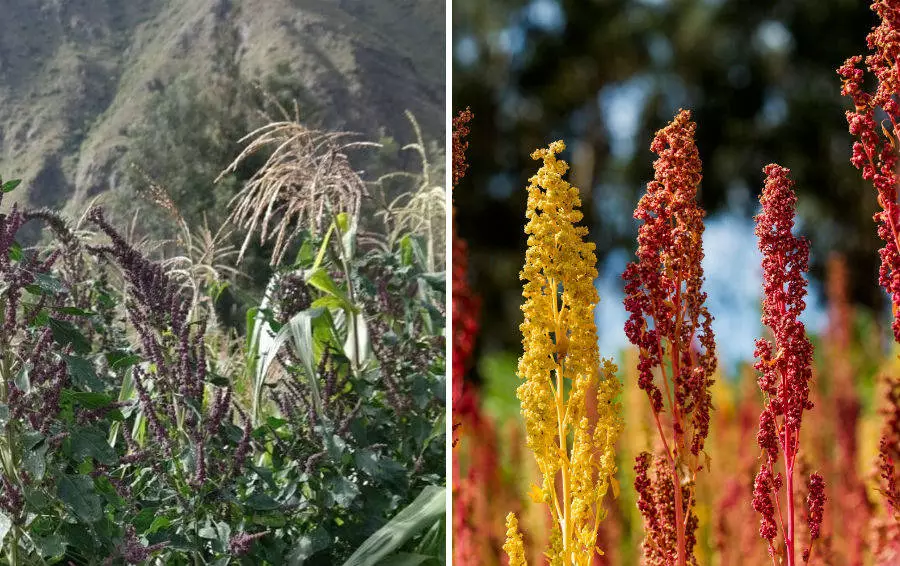 कसरी प्रख्यात उत्पादनहरू बढ्छन्