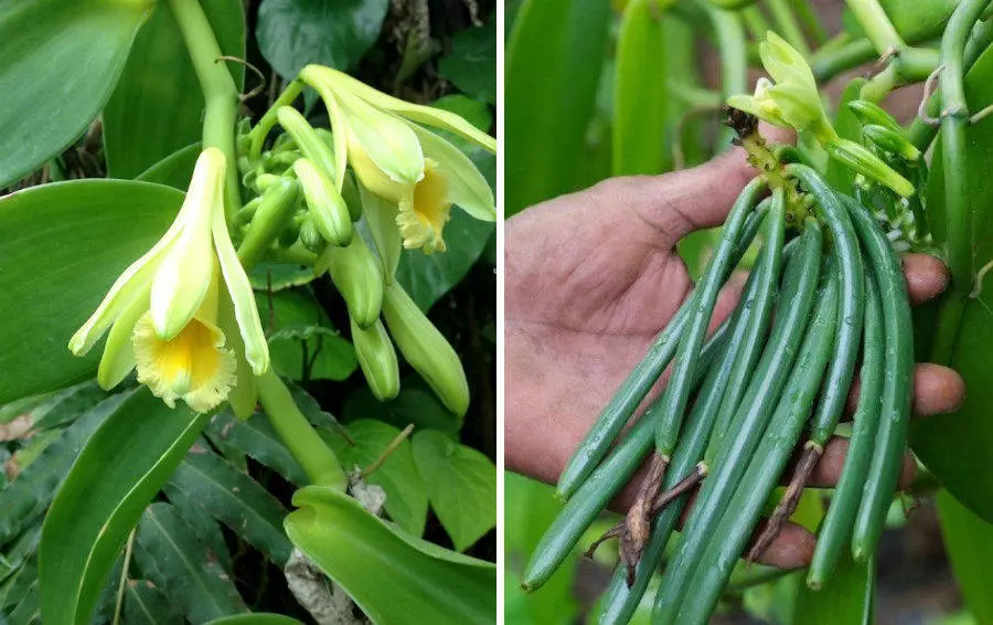 Faʻafefea ona tupu oloa