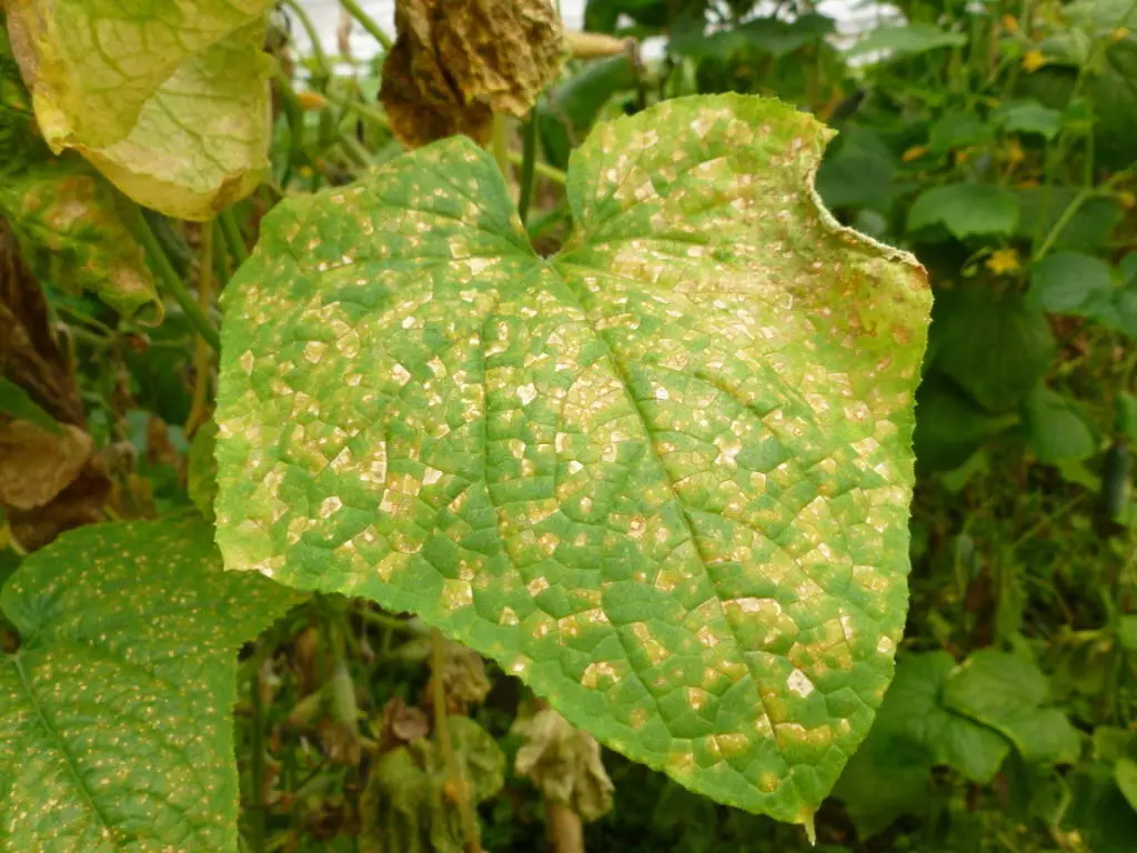 Larawan - bakit dilaw ang mga pipino sa greenhouse at kung paano haharapin ito