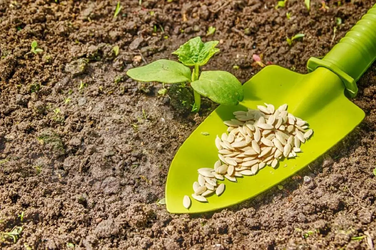 Larawan 2 - Bakit dilaw ang mga pipino sa greenhouse at kung paano haharapin ito