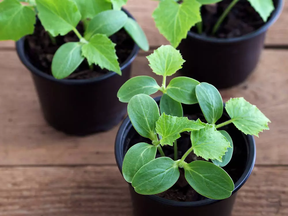 Larawan 3 - Bakit yellowing ang mga pipino sa greenhouse at kung paano haharapin ito