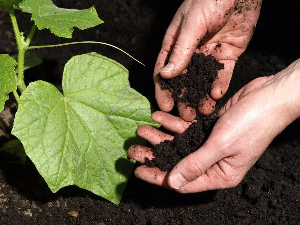 Larawan 4 - Bakit yellowing ang mga pipino sa greenhouse at kung paano haharapin ito