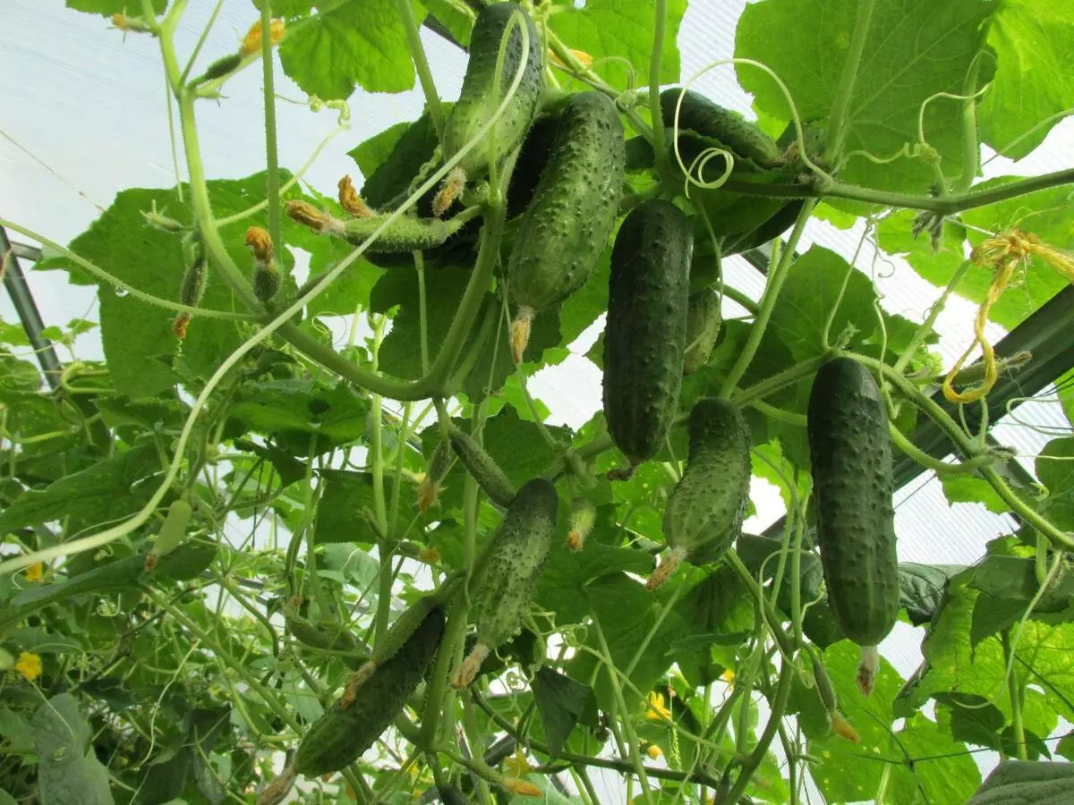 Grianghraf 3 - Cén fáth a dtéann na cucumbers sa cheaptha teasa buí agus nach bhfásann siad