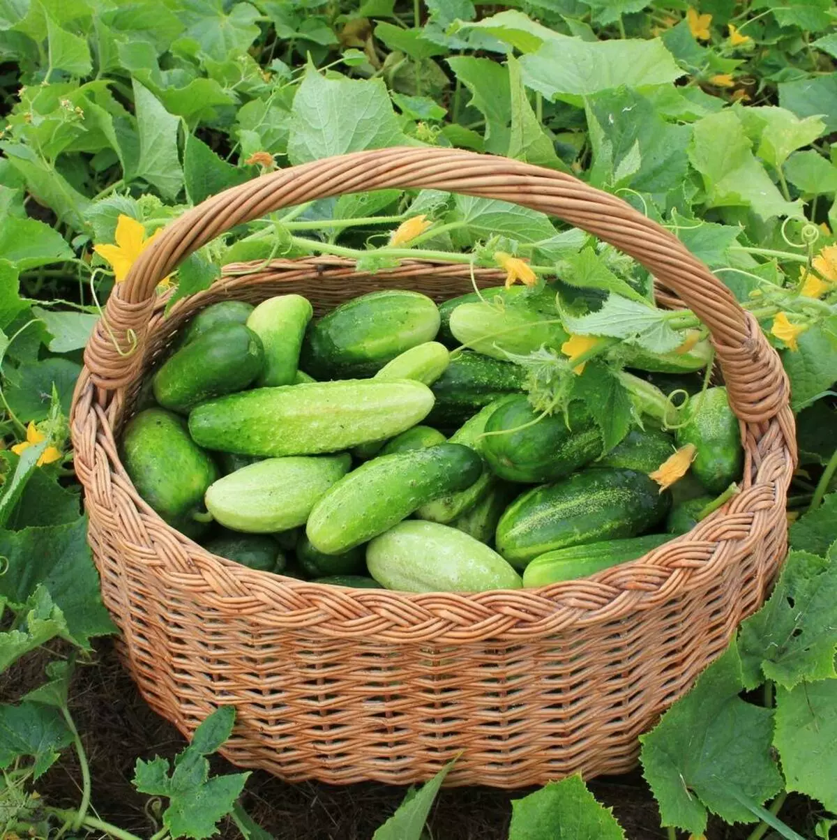 Grianghraf 4 - Cén fáth go bhfuil cucumbers sa cheaptha teasa buí agus nach bhfásann