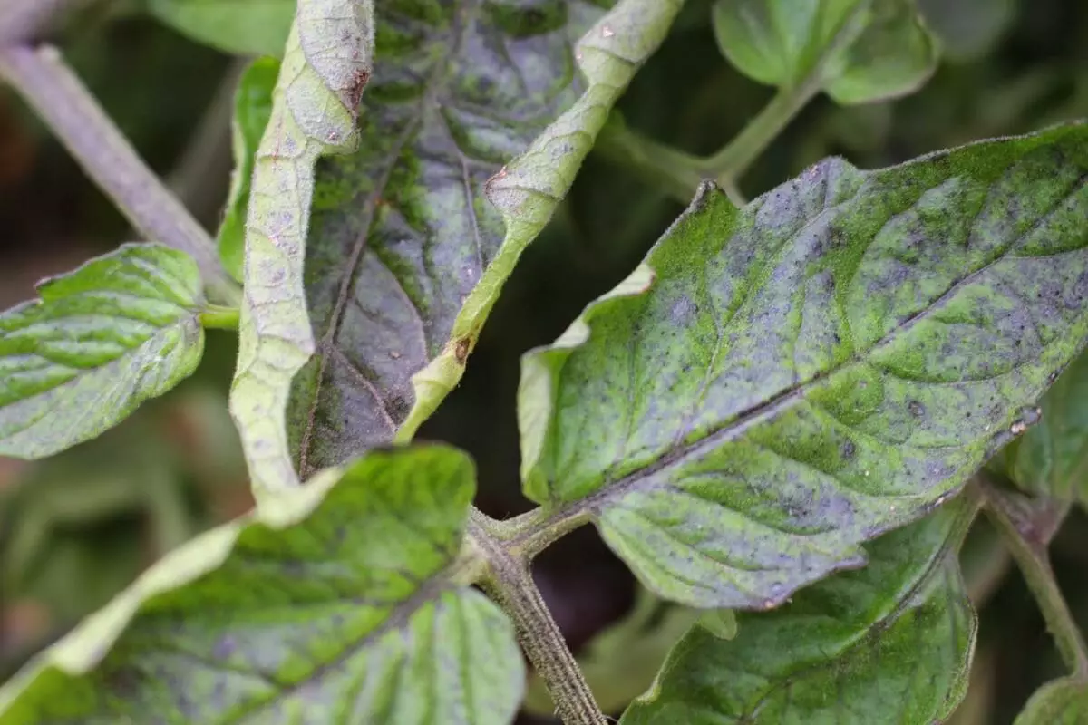 Foto - Firwat Blieder sinn zu Tomaten an engem oppenen Buedem verdreift