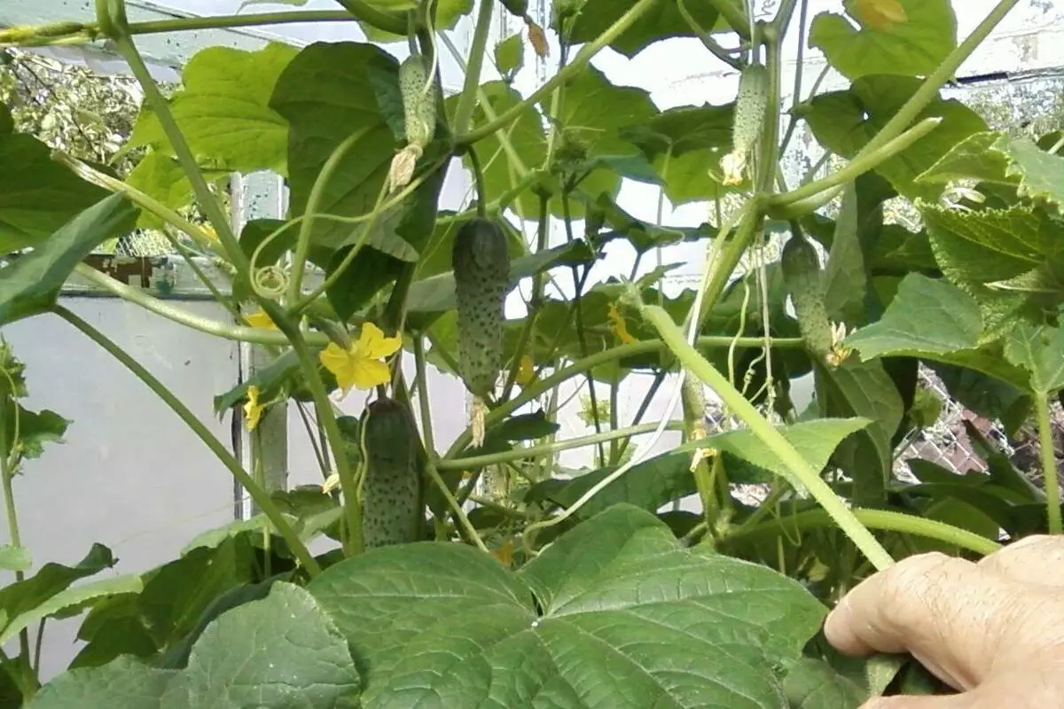 फोटो - किन ग्रीकहाउस मा cucumbers खराब हुँदै गइरहेका छन्