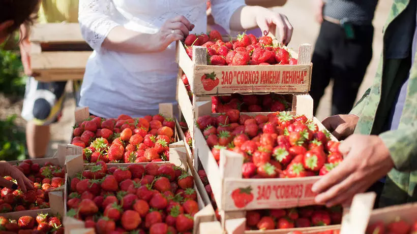 Foto - moo u ka rekang fragole e monate le e monate ea Strawberry e Moscow