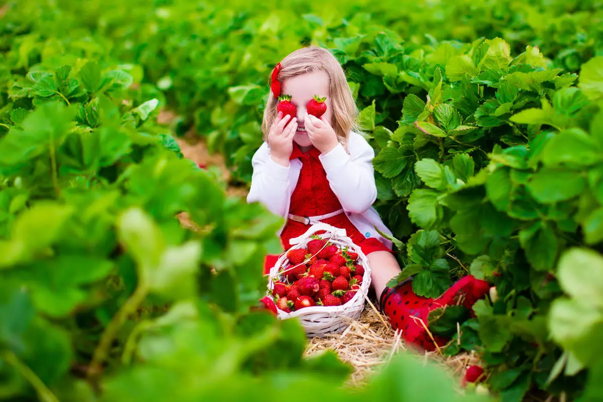 Foto 3 - Di mana untuk membeli strawberi yang lazat dan manis di Moscow