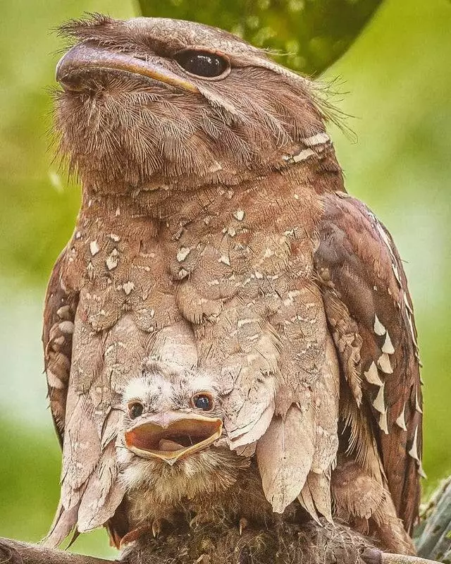 ಅಸಾಮಾನ್ಯ ಪ್ರಾಣಿಗಳ ಫೋಟೋ