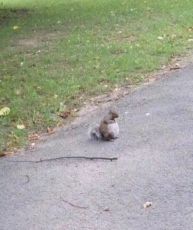 Setšoantšo se sa tloaelehang sa liphoofolo