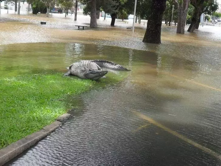 Mielenkiintoisia faktoja Australiasta