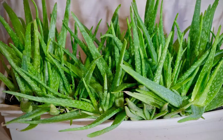 Aloe amin'ny windowsill