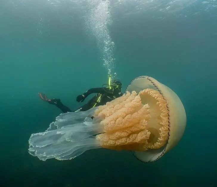 Fotoğraf büyük medusa