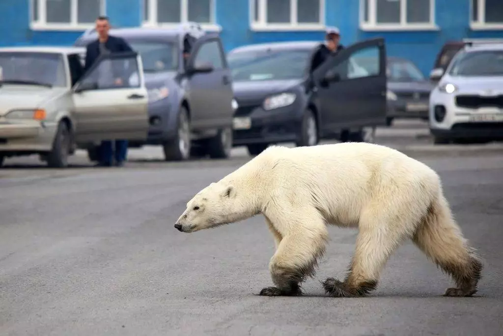 20 öflugar myndir frá mismunandi endum jarðarinnar sem hristi