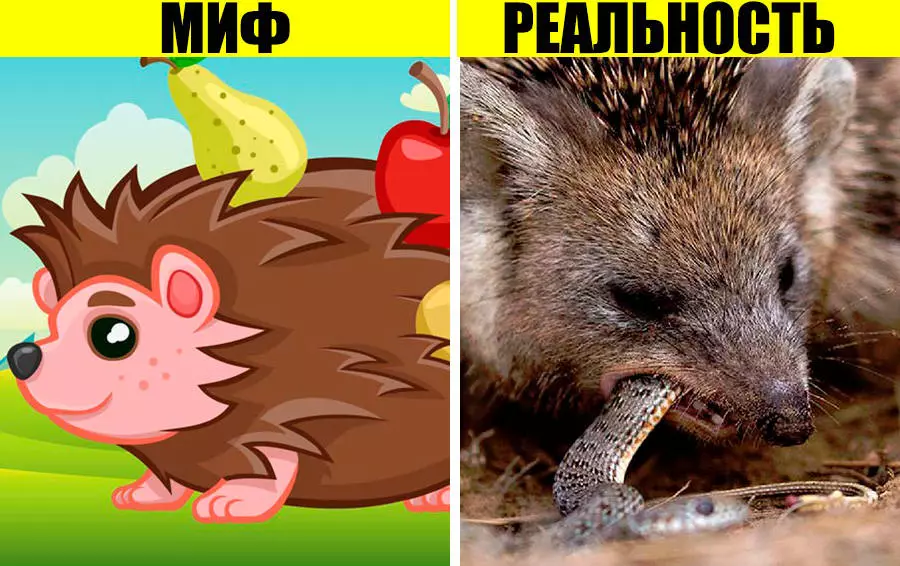 Hedgehog valkā ābolus uz muguras