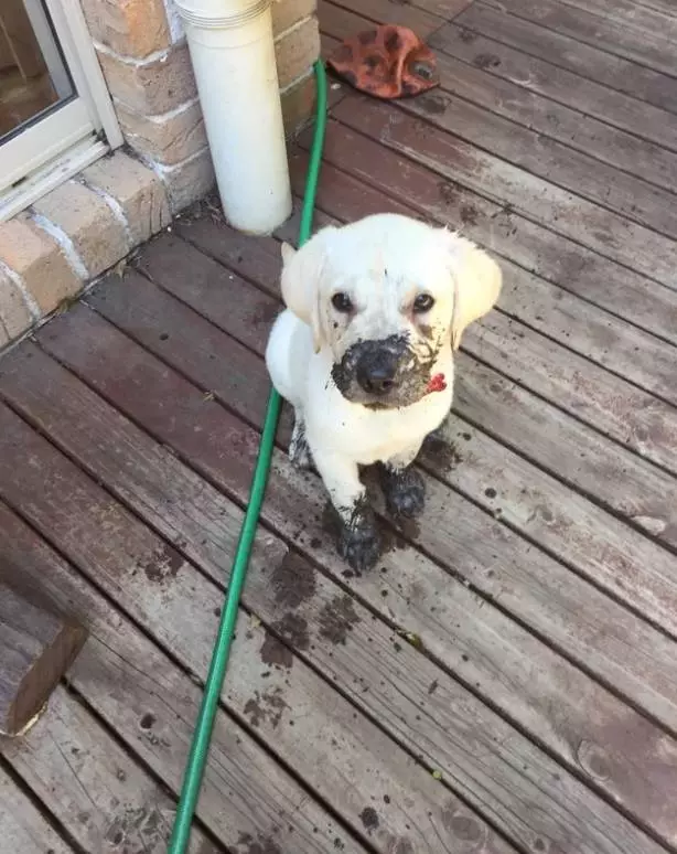 Köpek başladığında