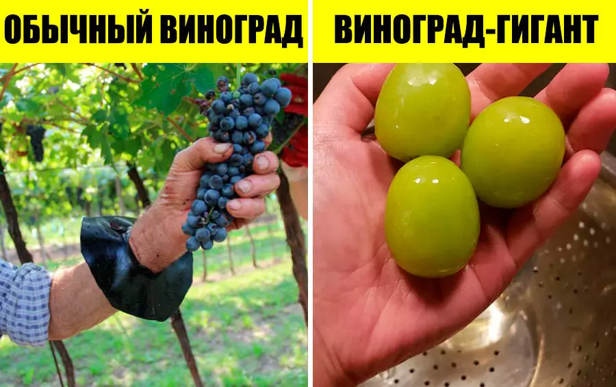 Grapes óriás