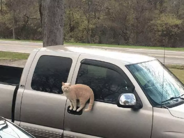 15 kittens gevonden op de meest onverwachte plaatsen