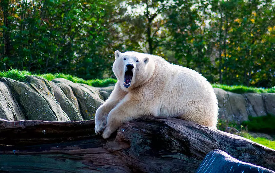 Polar Bear în Canada