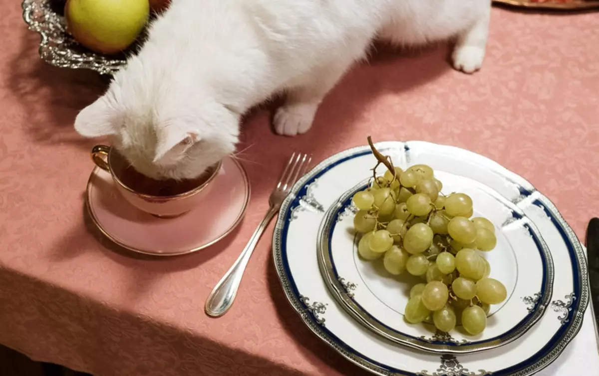 Napa kucing lan kucing kudu dipangan karo feed teles sing berkualitas tinggi?