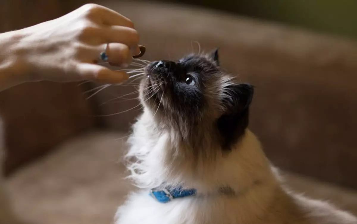 Napa kucing lan kucing kudu dipangan karo feed teles sing berkualitas tinggi?