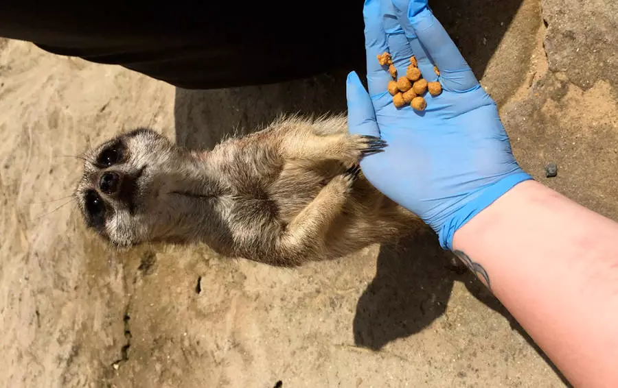 Man Feeds Ferret.