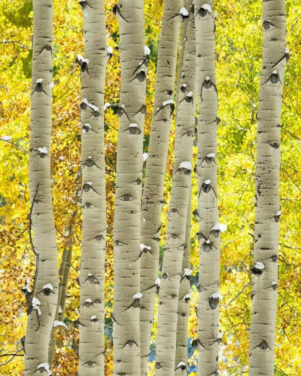 Aspen.