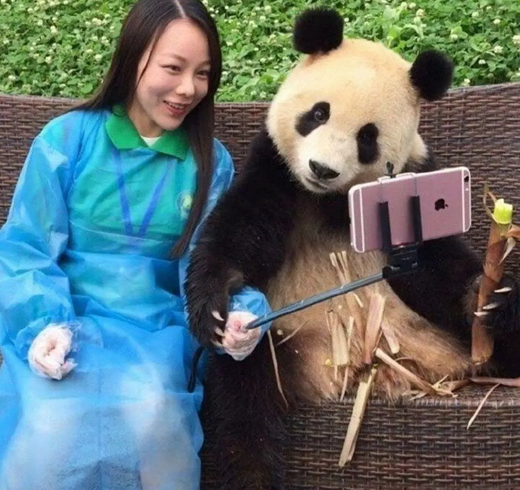 Photo 2 - Giant Panda ay gumagawa ng selfie professional maraming babae