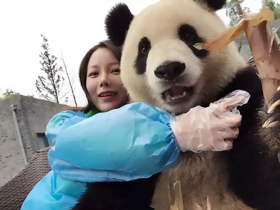 Foto 3 - Giant Panda teeb selfie professionaalse paljude tüdrukute jaoks