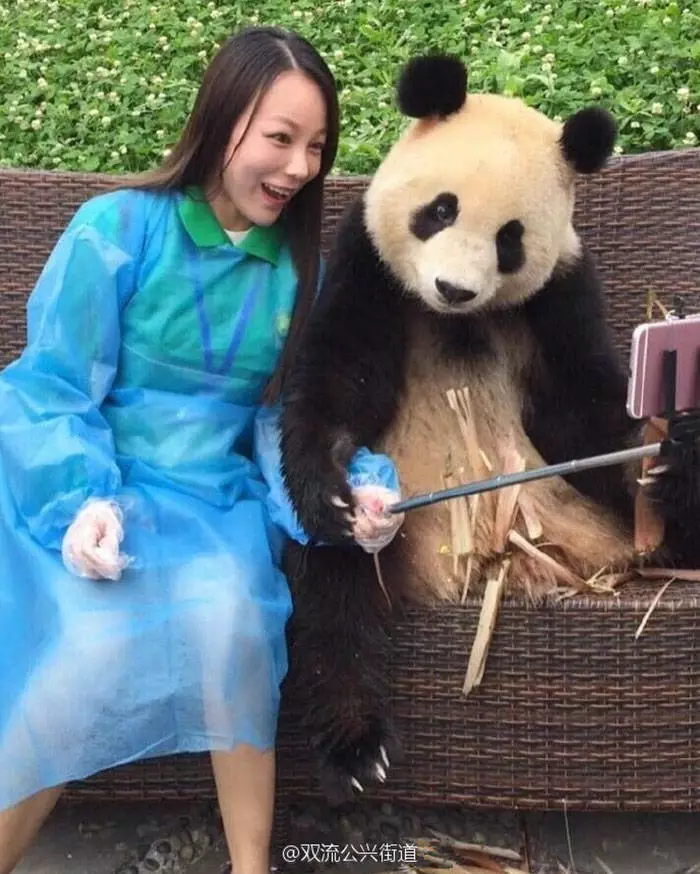 Larawan 4 - Giant Panda ay gumagawa ng selfie professional maraming babae