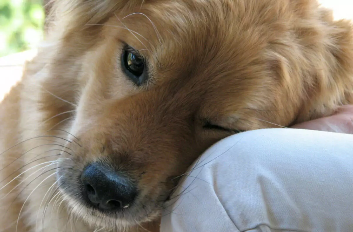 Foto - Der Hund hat das verlorene Wissen des Besitzers nicht verloren, als sein Leben gerettet