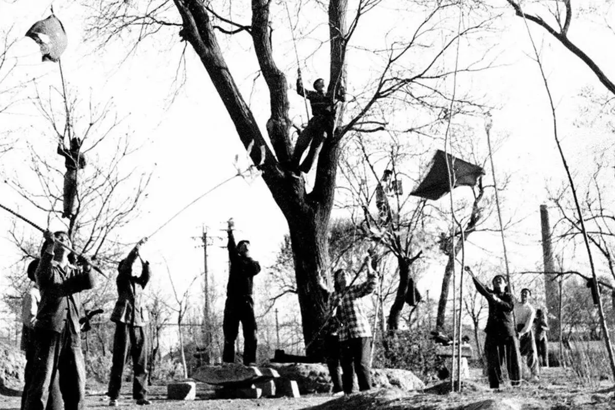 Sparrows nan Lachin 1950