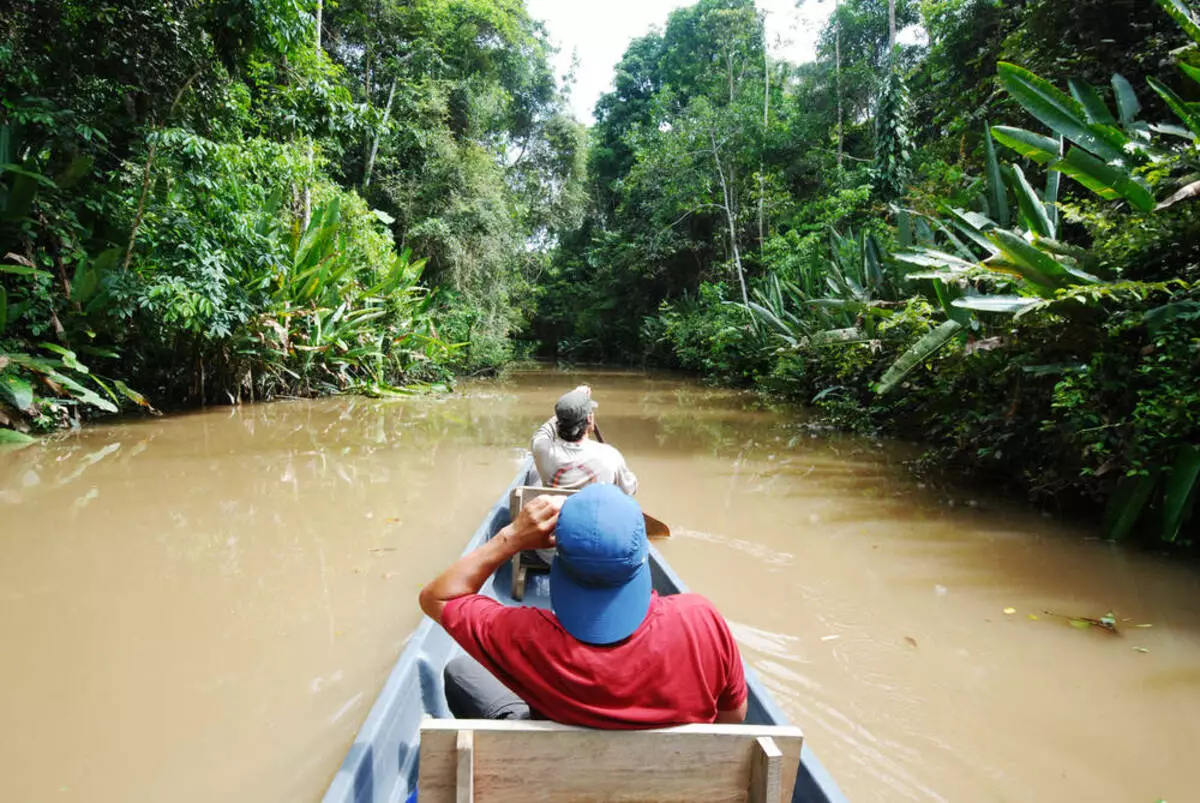 Bosque de Amazon Tropical.