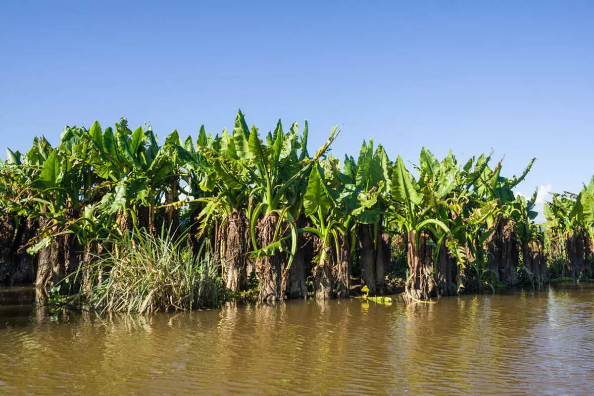 Bosque Madagascar.