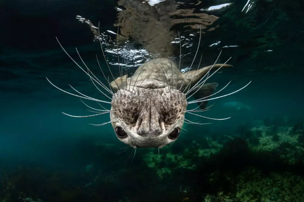 Underwater photo 2018.