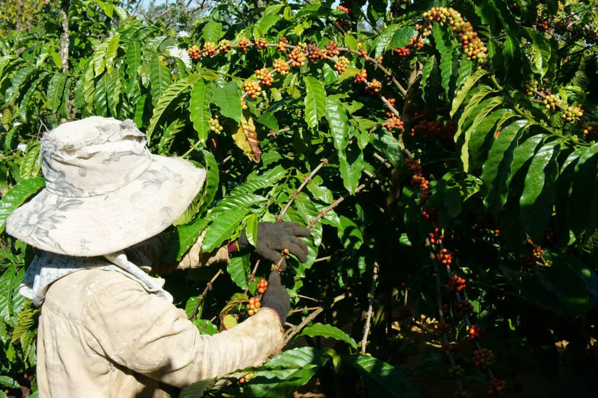 Hur man förbereder kaffe i Brasilien