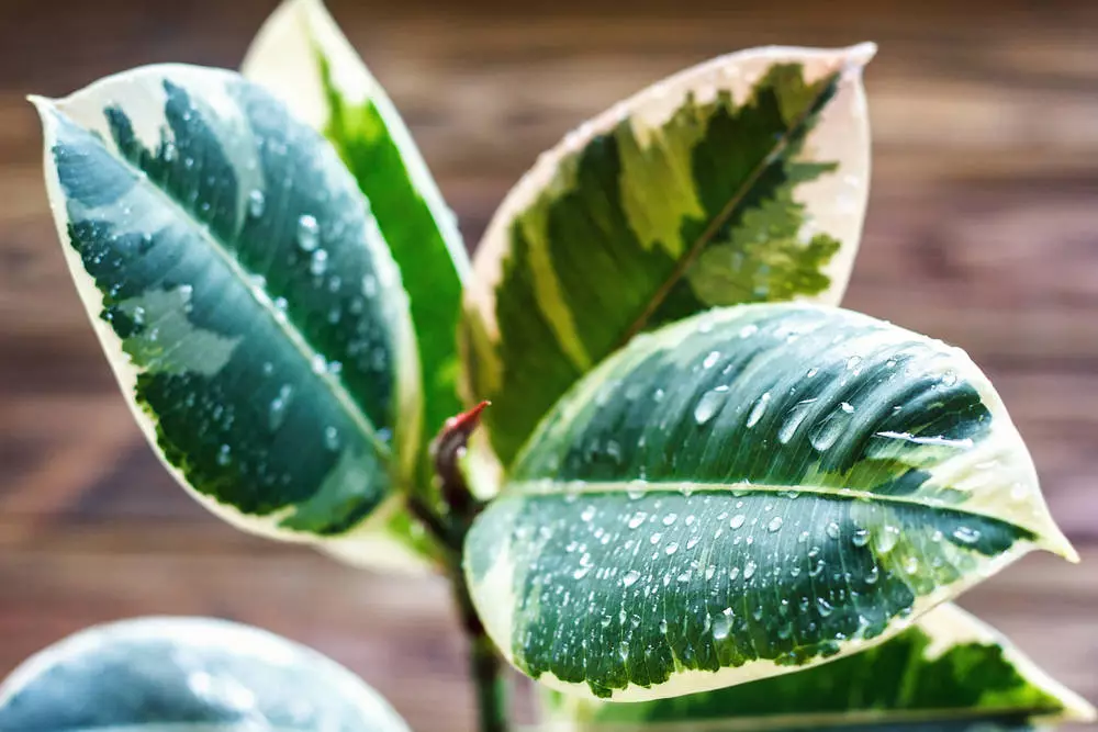 Cudurka loo yaqaan 'ficus tadhigyada'