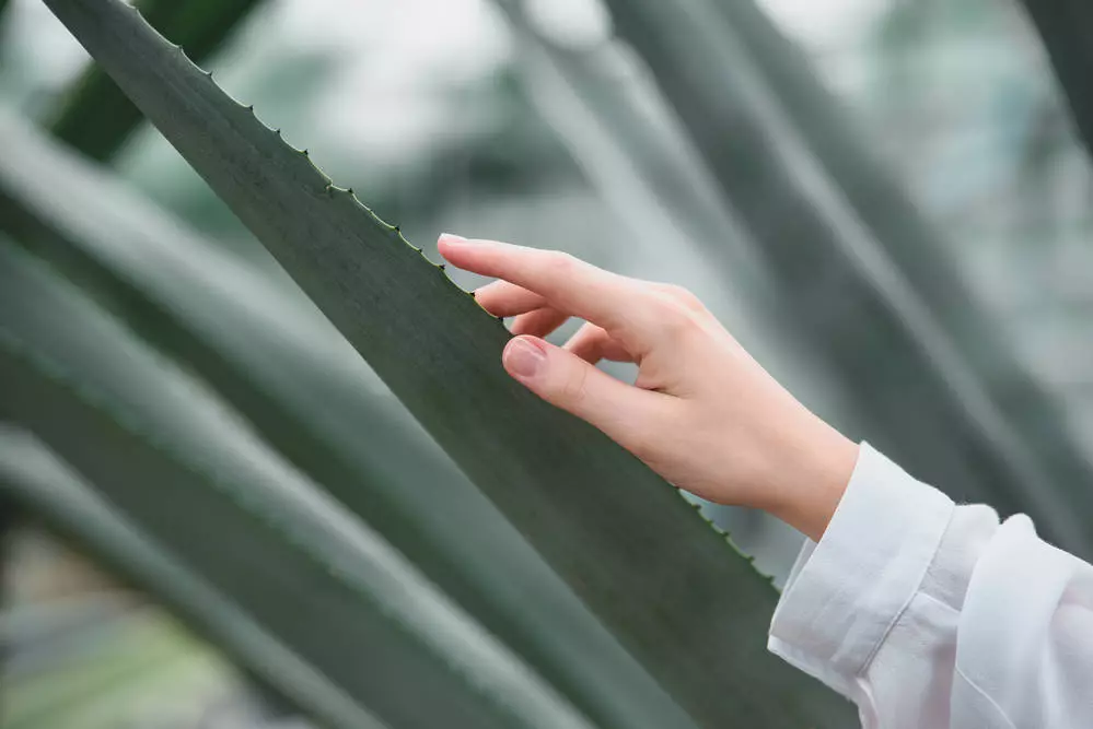 Aloe fir d'Gesondheet