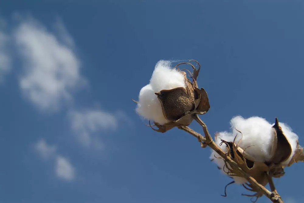 cotton