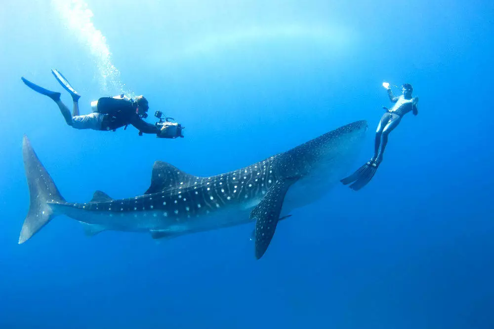 Fakta mengenai Maldives.