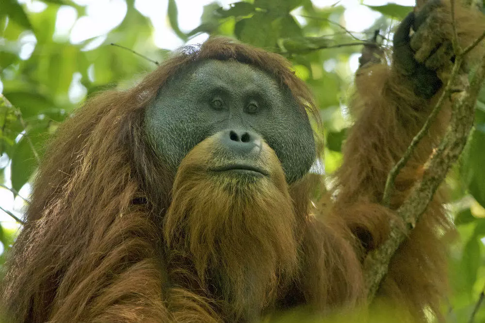 Pongo tapanuliensis.