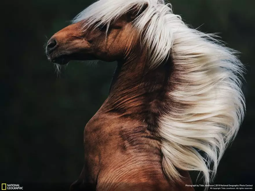 кращі фото national geographic 2019