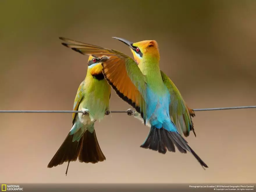 кращі фото national geographic 2019