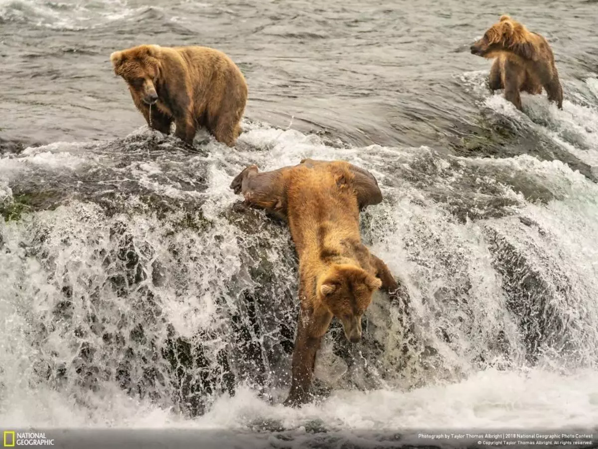 кращі фото national geographic 2019