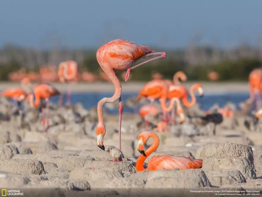 кращі фото national geographic 2019