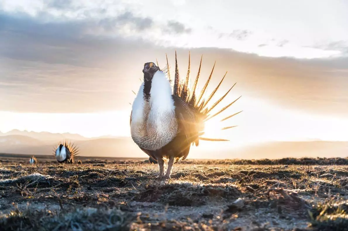 Beste Foto National Geographic 2019