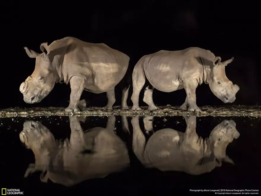 кращі фото national geographic 2019